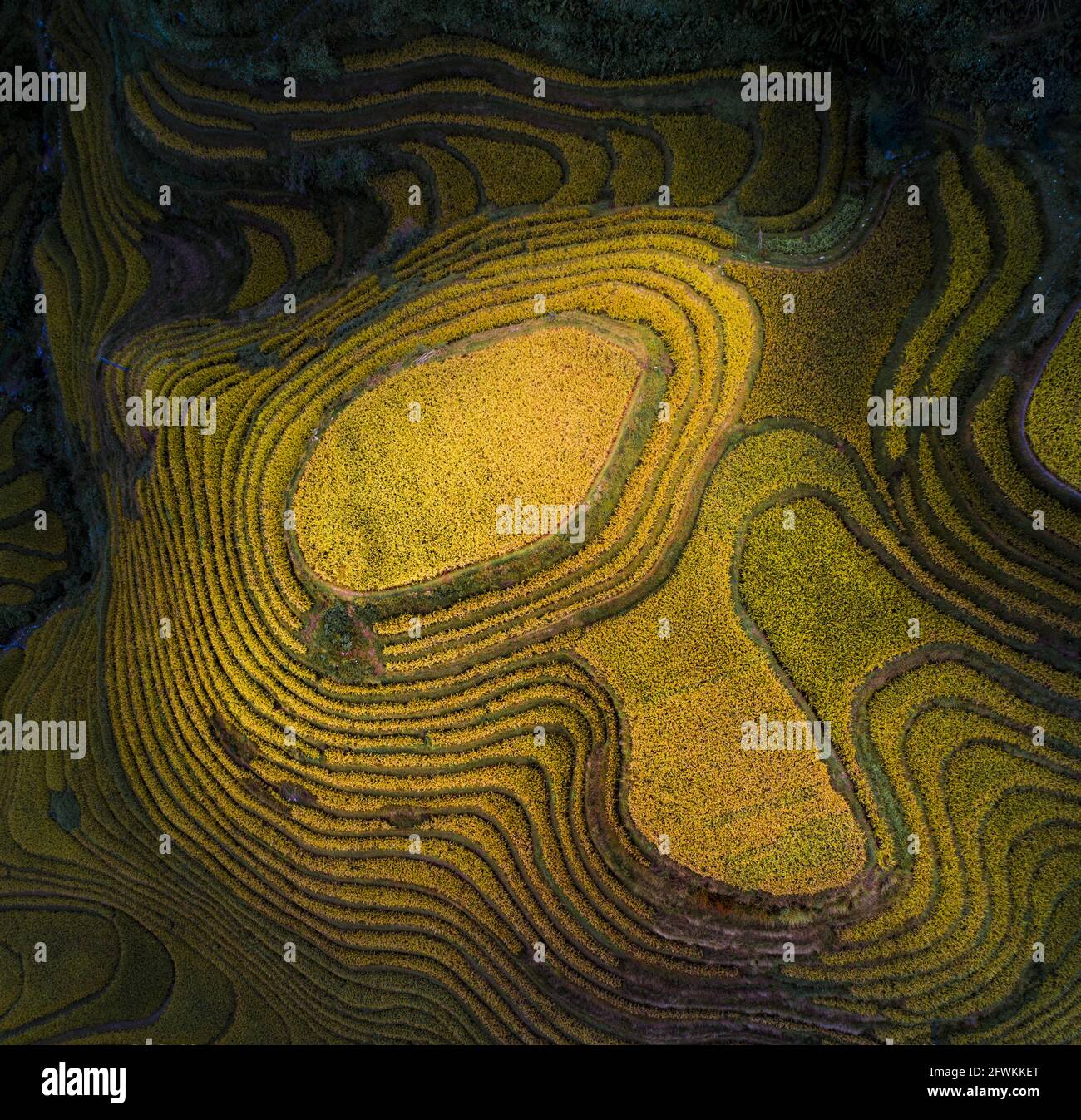 5 rice fields hi-res stock photography and images - Alamy