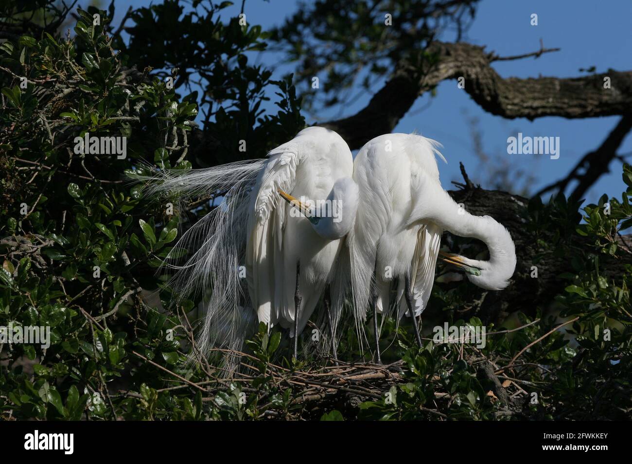 Great Egrets - Ardea alba - in oak tree in Saint Augustine, Florida ...