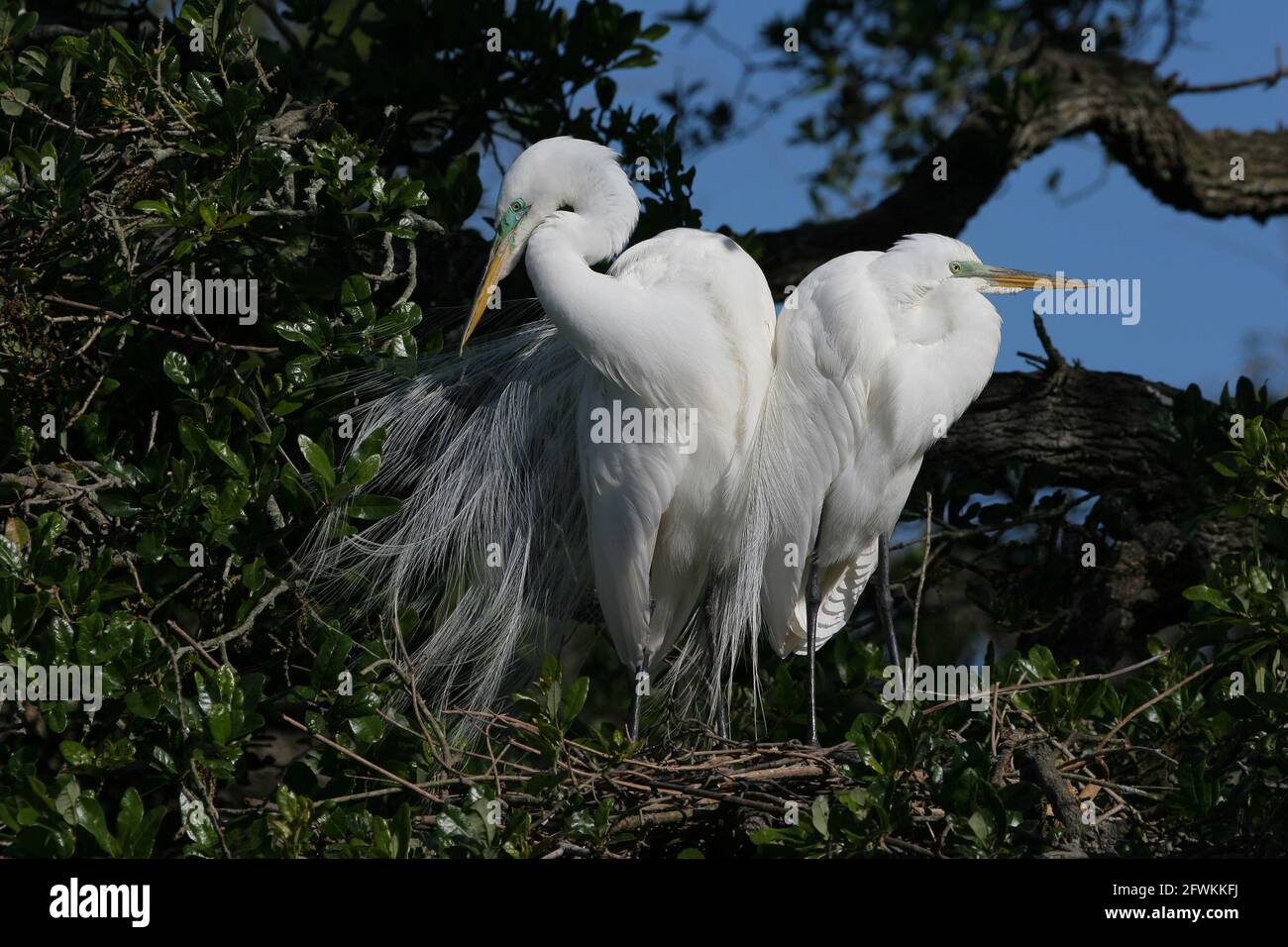 Great Egrets - Ardea alba - in oak tree in Saint Augustine, Florida ...