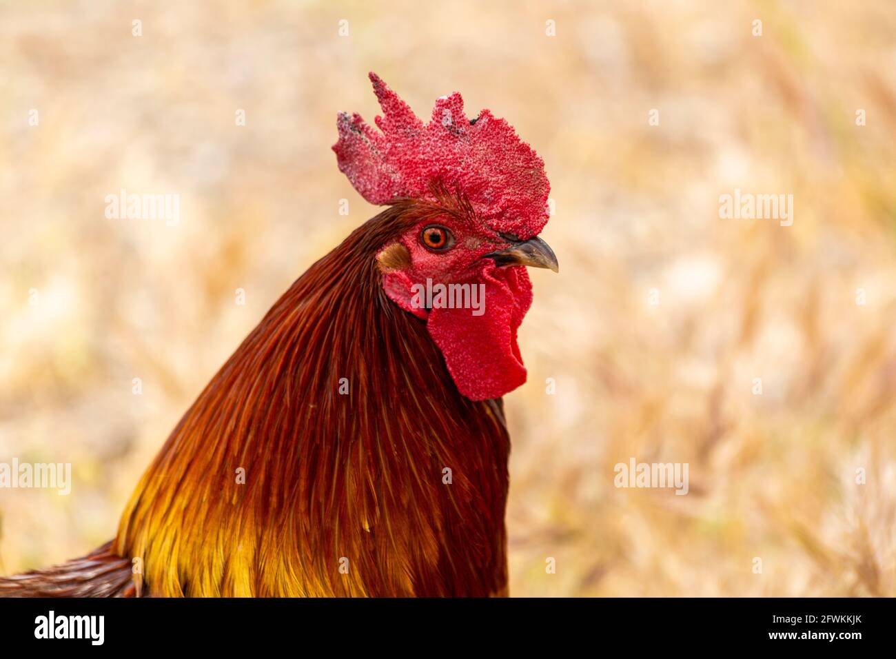 Portrait of a red crested rooster Stock Photo - Alamy