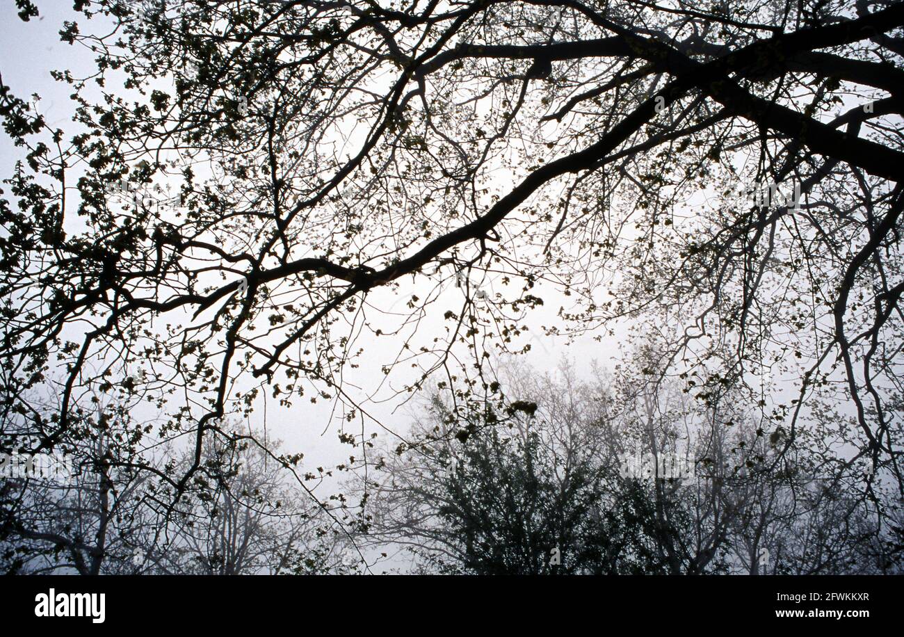 Rami di alberi contro il cielo Stock Photo - Alamy