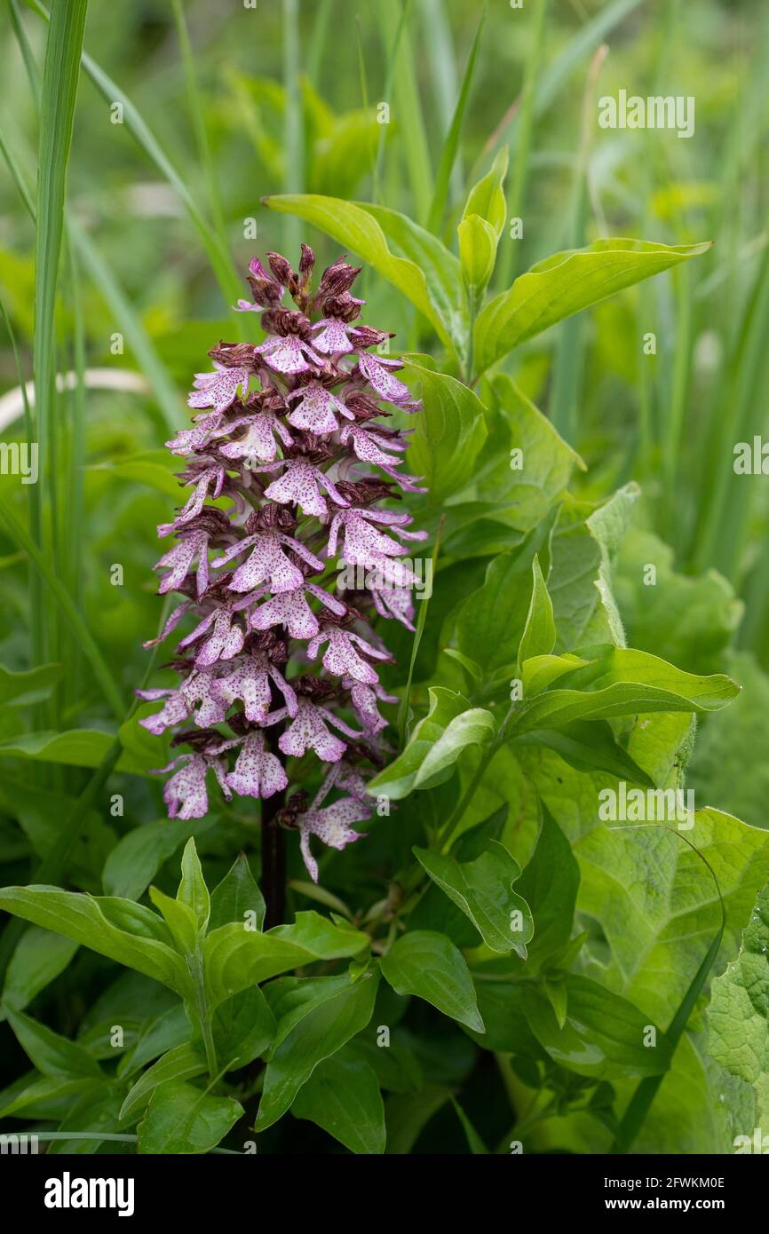 Orchidea neotinea ustulata grows blooms hi-res stock photography and images - Alamy