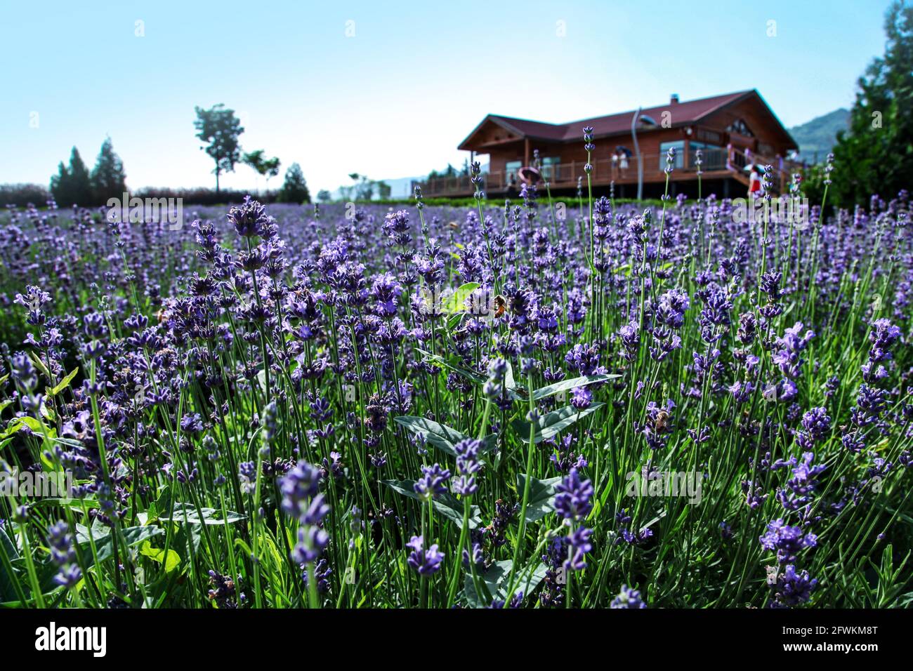 Blueprinted hi-res stock photography and images - Alamy