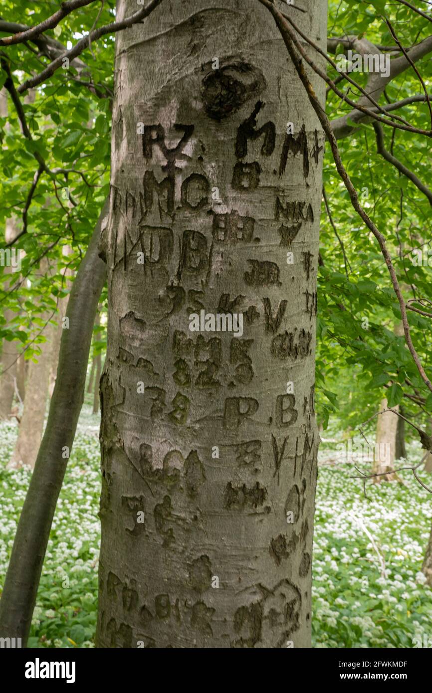 On the trunk of a tree is an old font in the forest and bear garlic ...