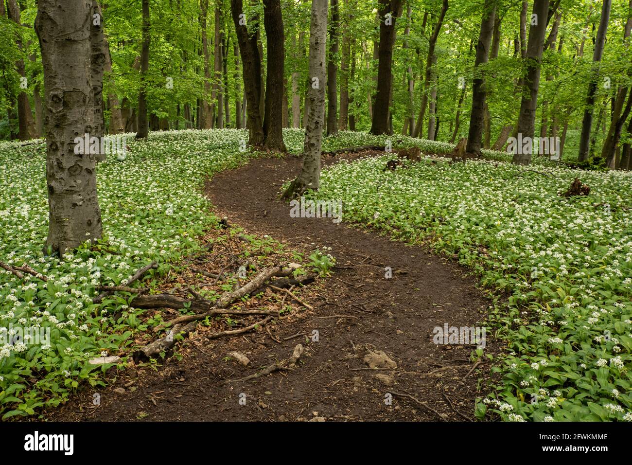 A fairytale path, a hiking trail leads through the spring forest ...