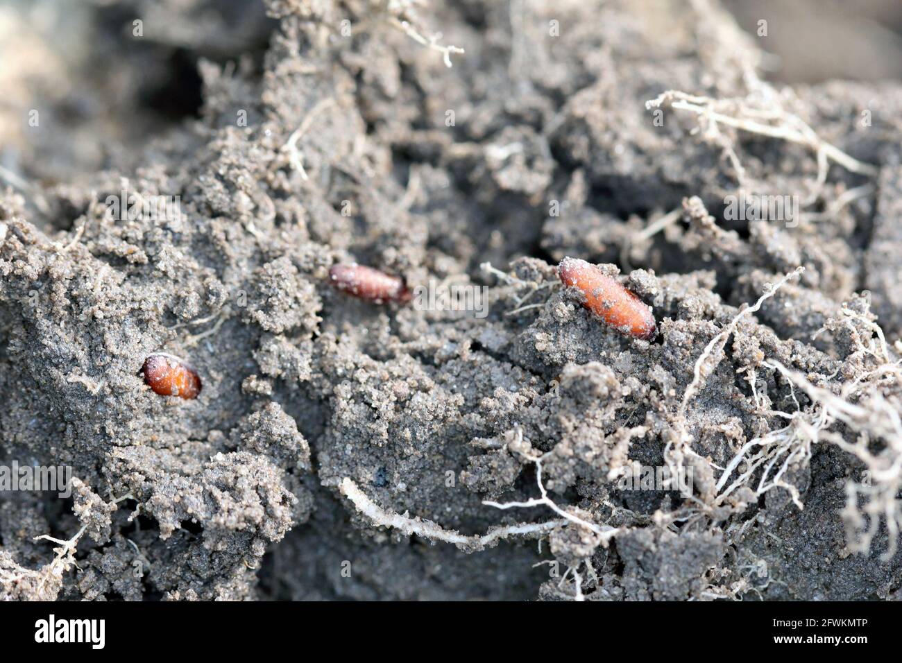 Pupa of Delia radicum in soil at the rapeseed root. Known variously as ...