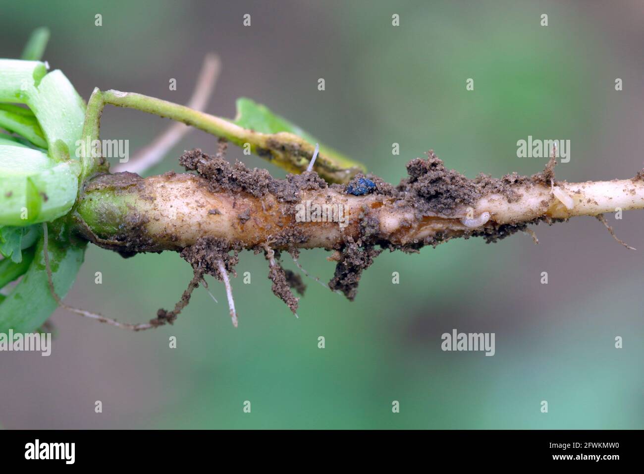 Larva of cabbage fly (also cabbage root fly, root fly or turnip fly ...