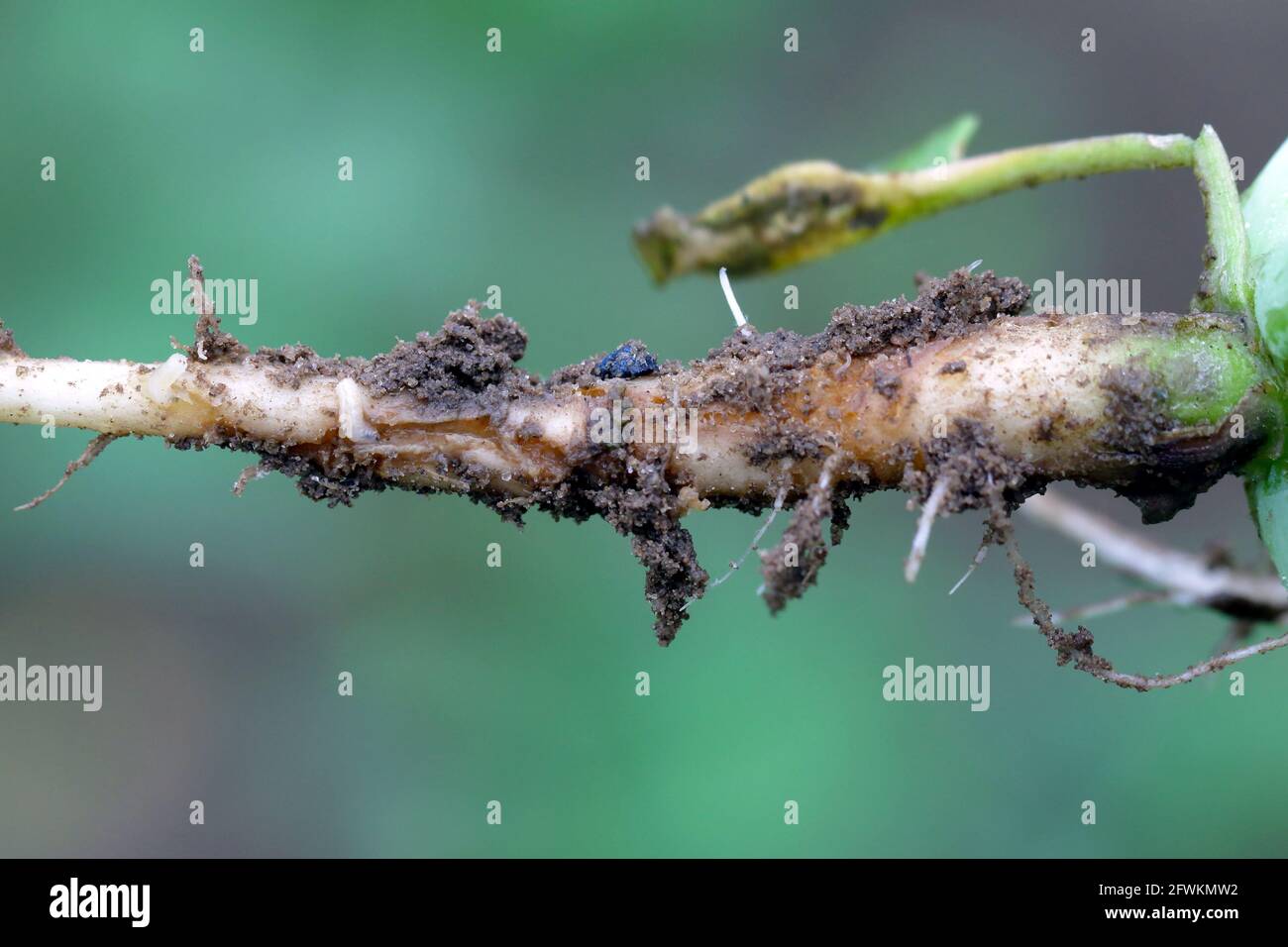 Larva of cabbage fly (also cabbage root fly, root fly or turnip fly ...