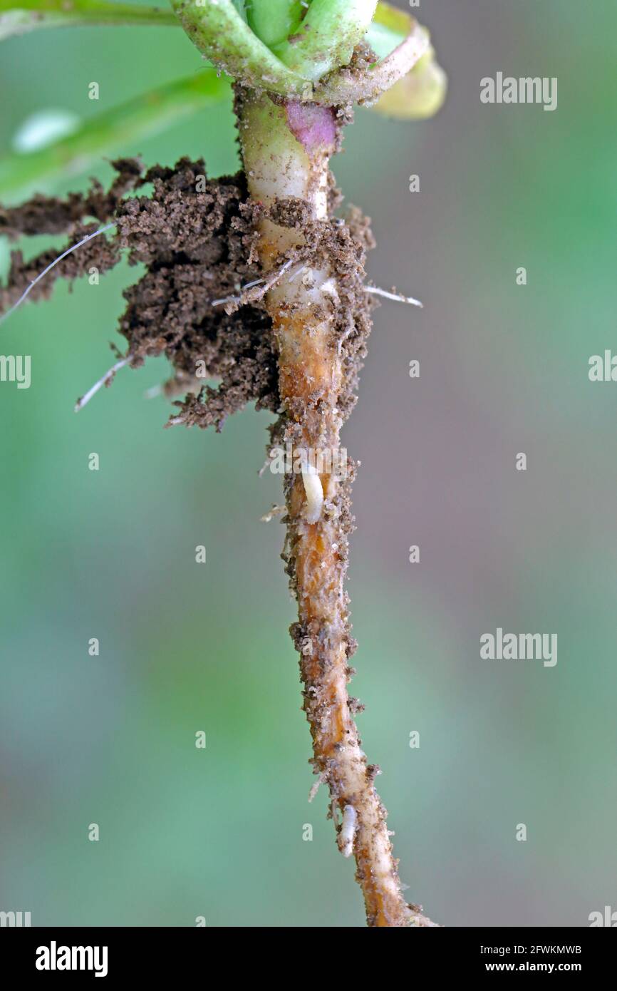 Larva of cabbage fly (also cabbage root fly, root fly or turnip fly ...
