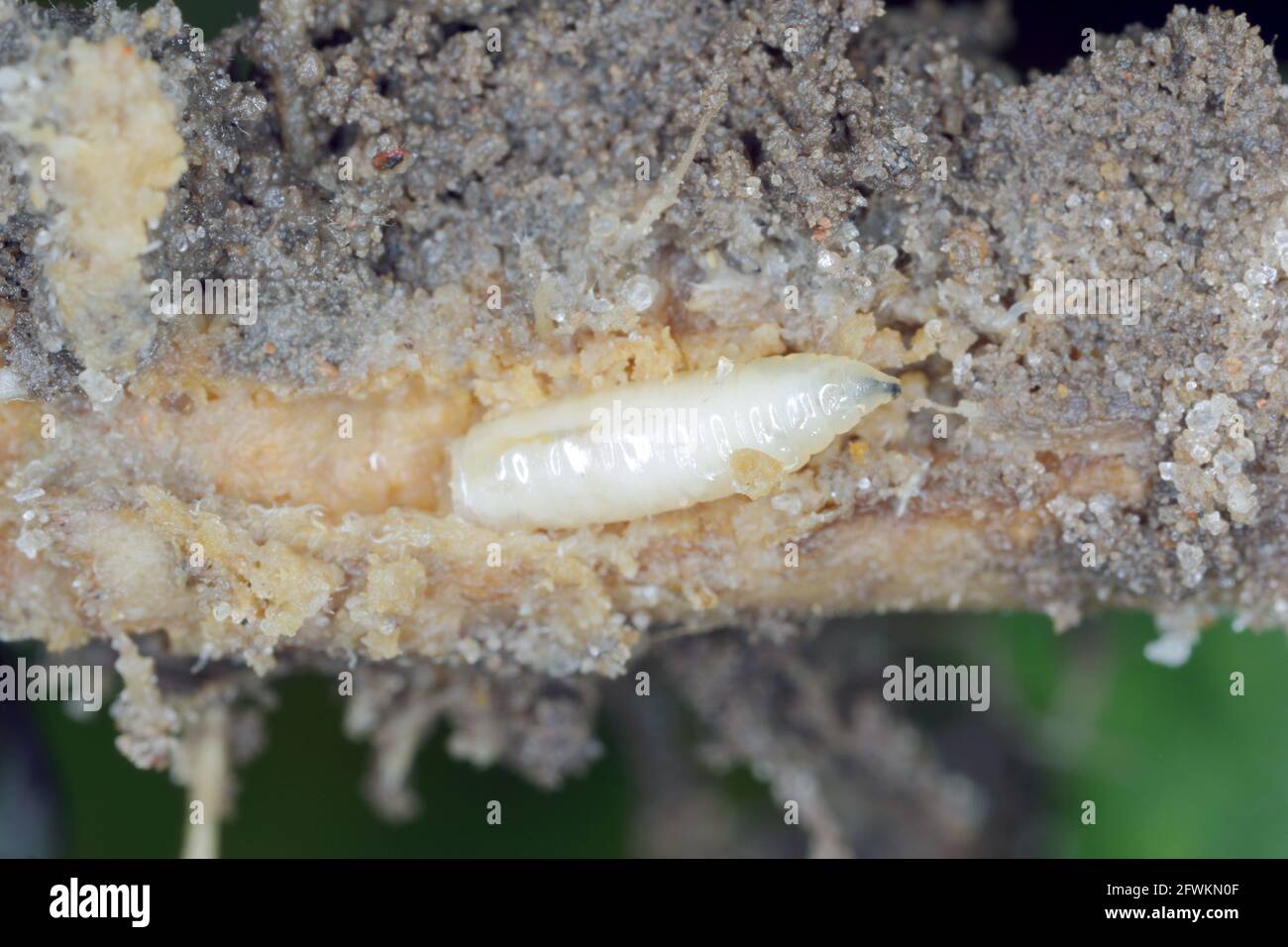 Larva of cabbage fly (also cabbage root fly, root fly or turnip fly ...