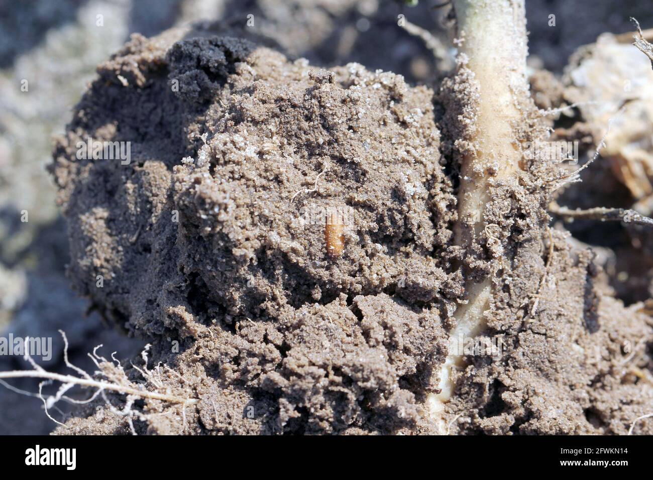 Pupa of Delia radicum in soil at the rapeseed root. Known variously as ...