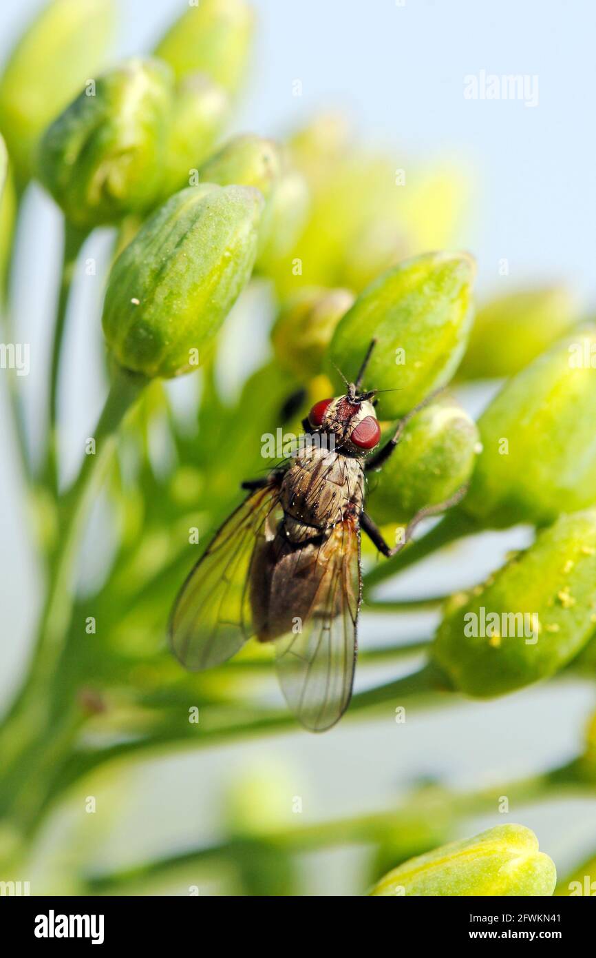 Cabbage fly (also cabbage root fly, root fly or turnip fly) - Delia ...