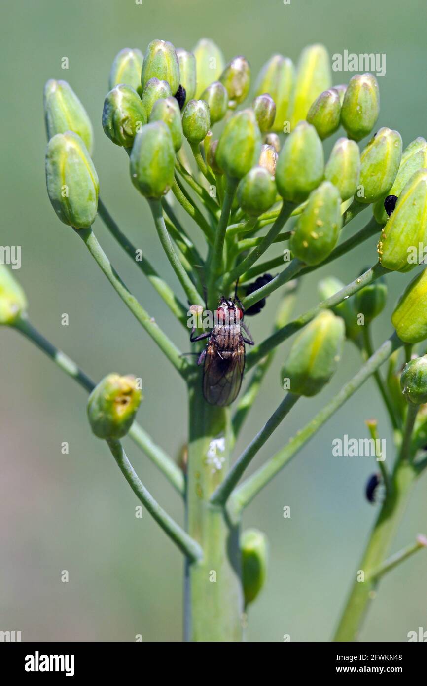 Cabbage fly (also cabbage root fly, root fly or turnip fly) - Delia ...