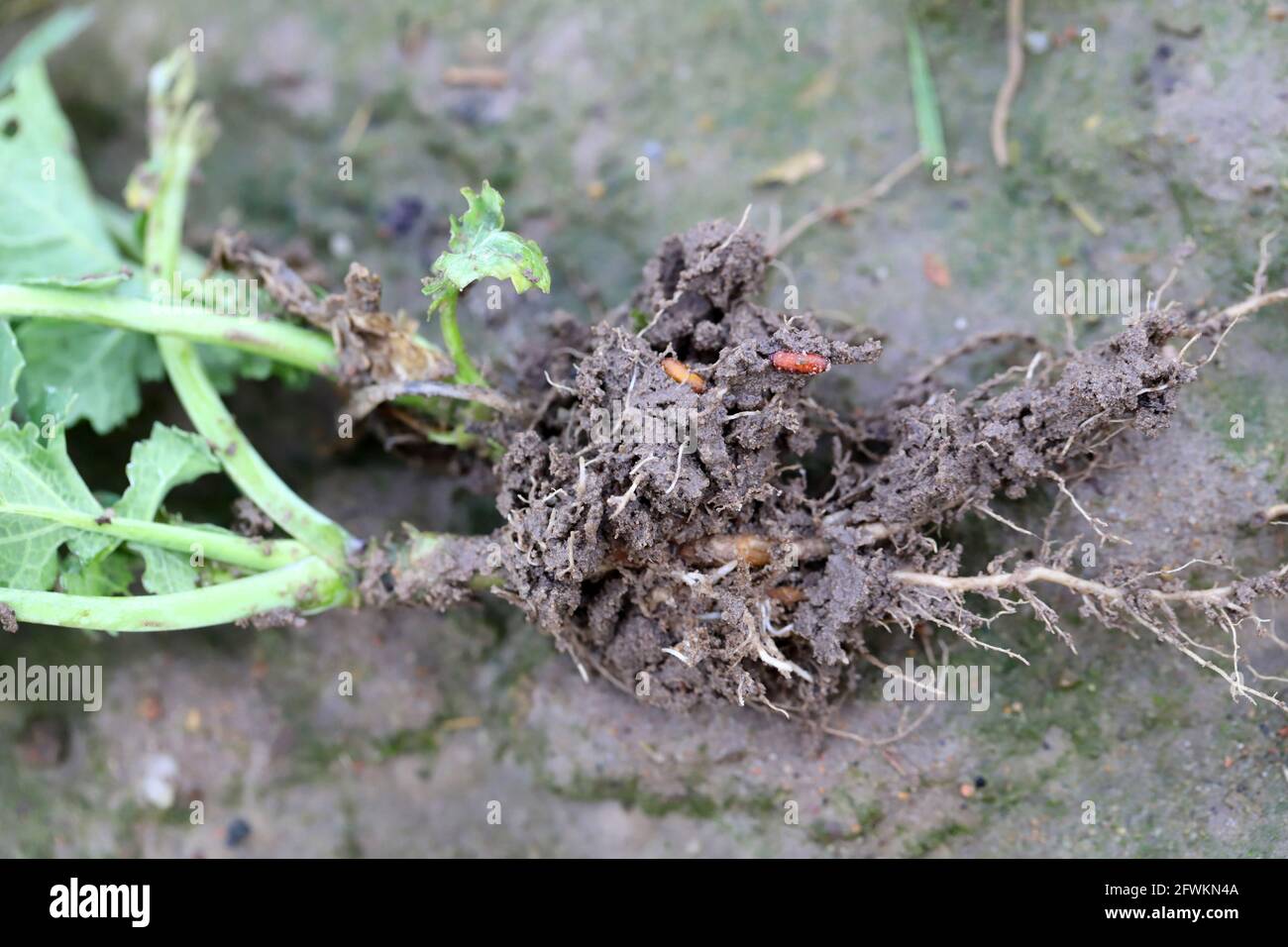 Pupa of Delia radicum in soil at the rapeseed root. Known variously as ...
