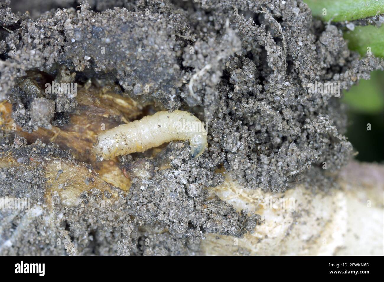 Larva of cabbage fly (also cabbage root fly, root fly or turnip fly ...