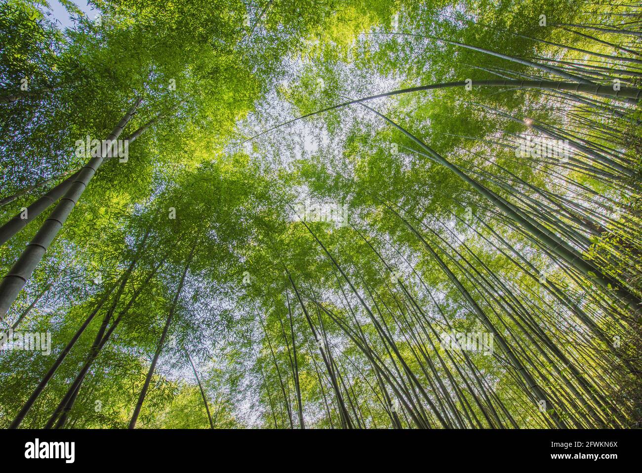 Bamboo wood pit hi-res stock photography and images - Alamy
