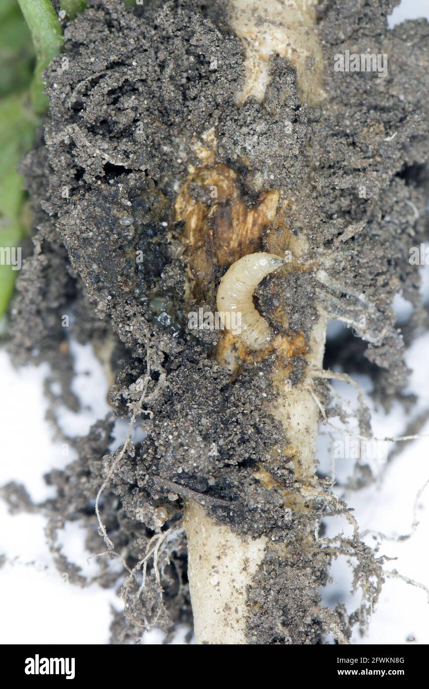 Larva of cabbage fly (also cabbage root fly, root fly or turnip fly ...