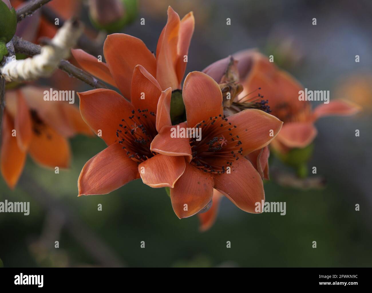 Red Kapok Flowers High Resolution Stock Photography and Images - Alamy
