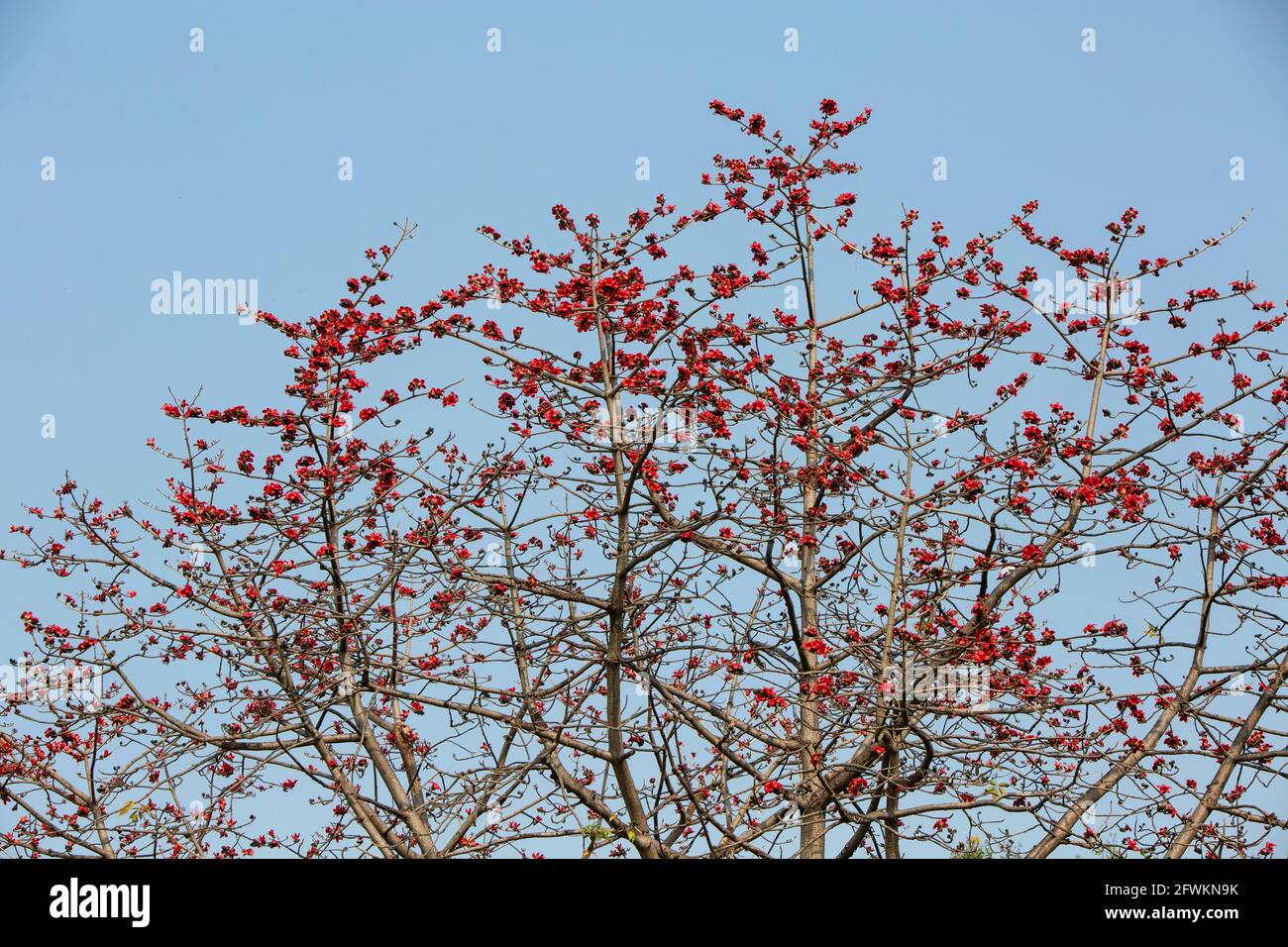 Kapok Bloom High Resolution Stock Photography and Images - Alamy