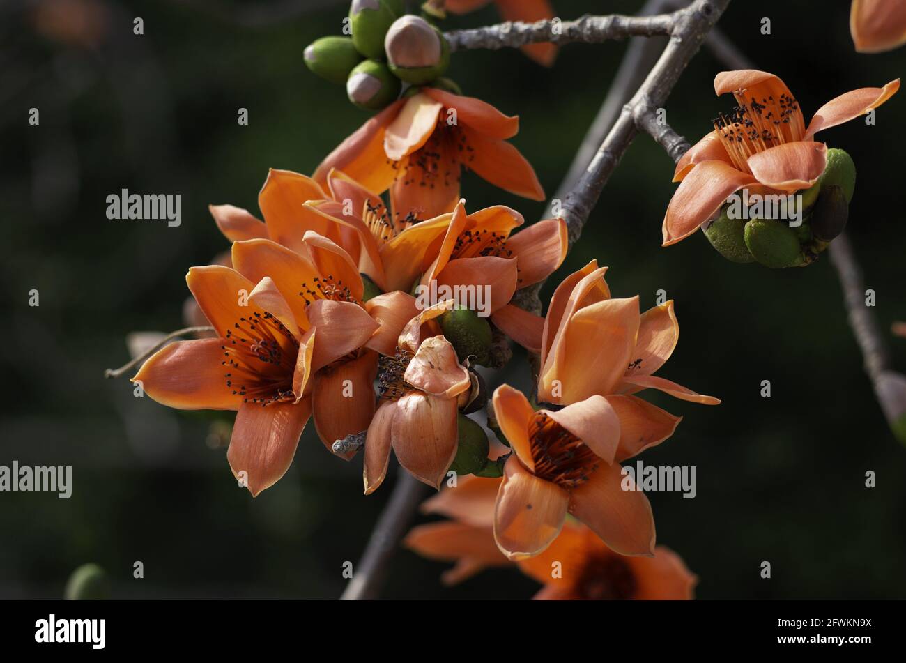 Red kapok flowers hi-res stock photography and images - Alamy