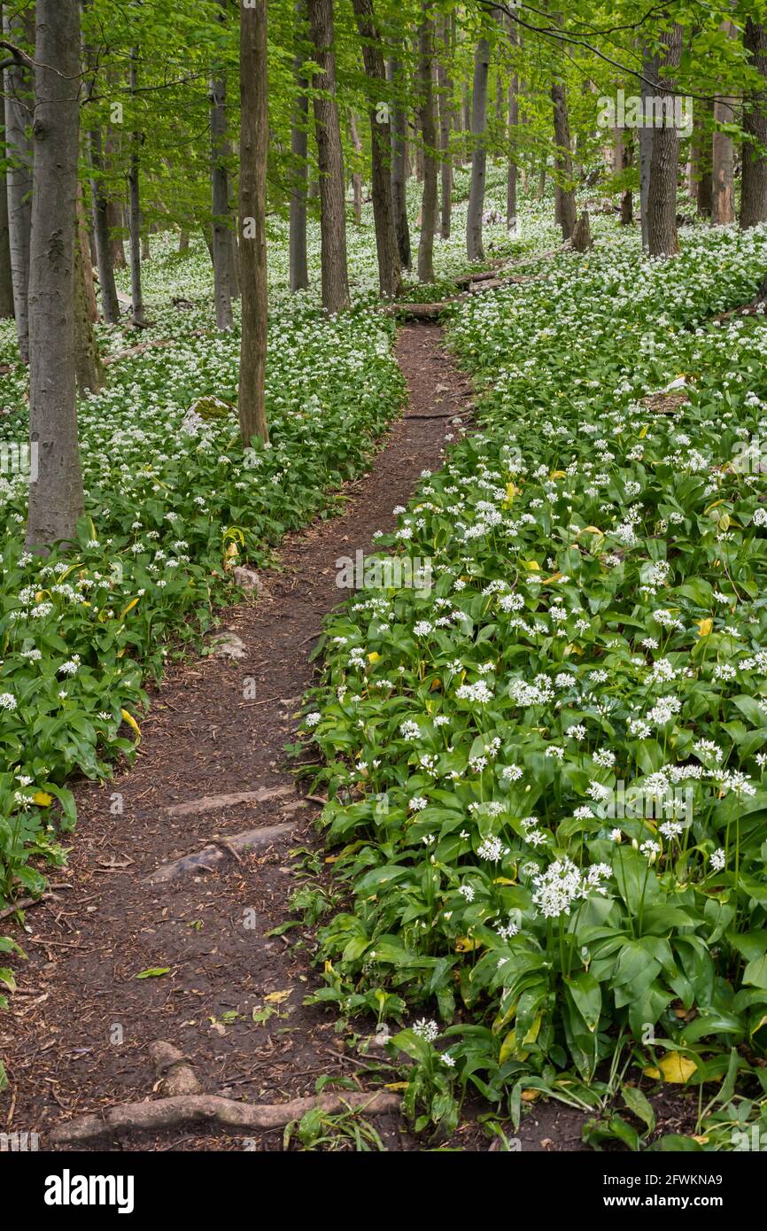 A fairytale path, a hiking trail leads through the spring forest ...