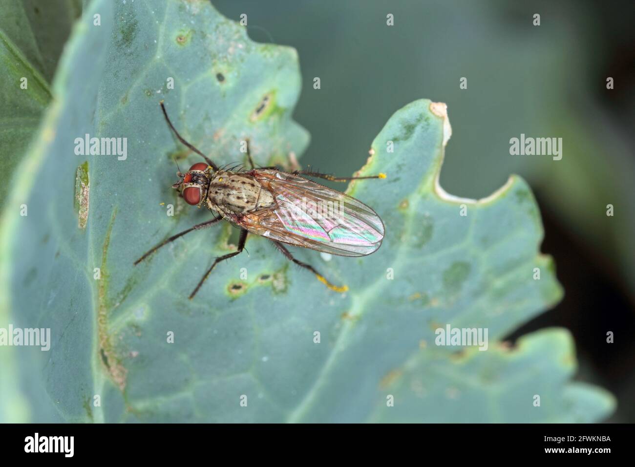 Cabbage fly (also cabbage root fly, root fly or turnip fly) - Delia radicum Stock Photo - Alamy