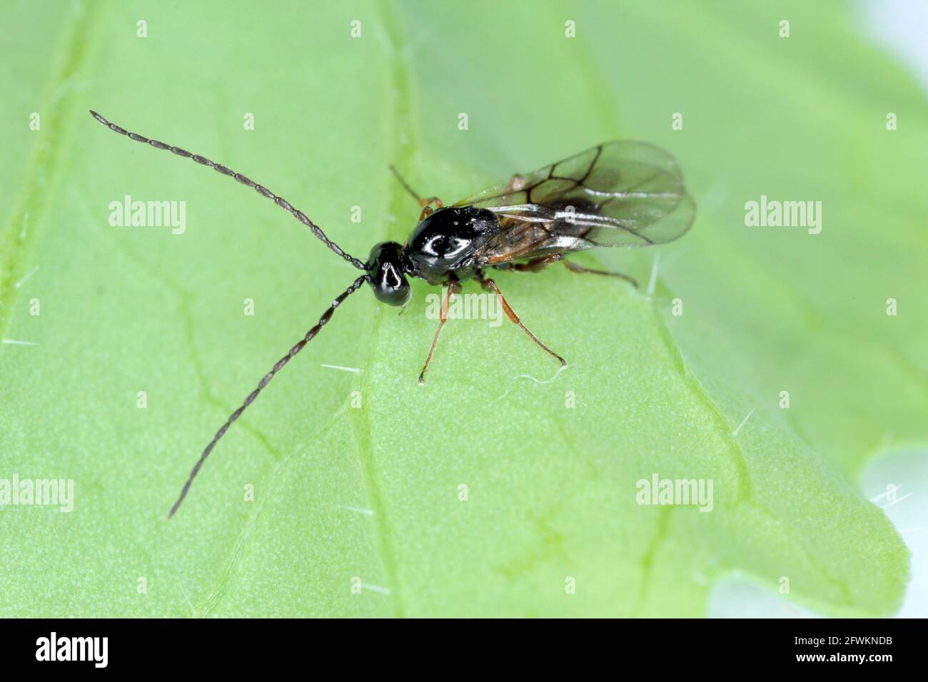 Parasitic wasp Trybliographa rapae (Hymenoptera: Figitidae). It is ...