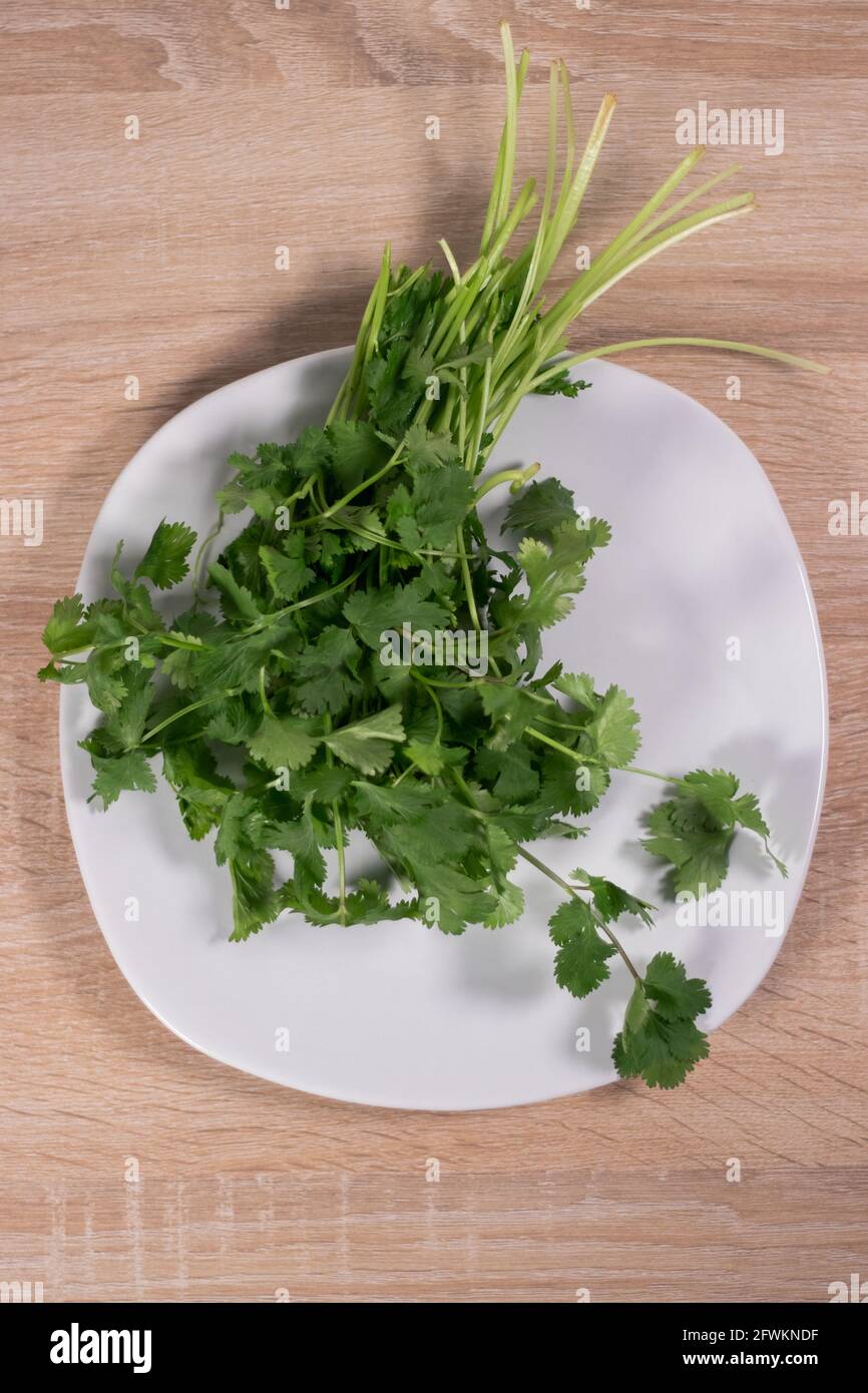 Top view of fresh coriander stem over a square white plate. Coriandrum ...
