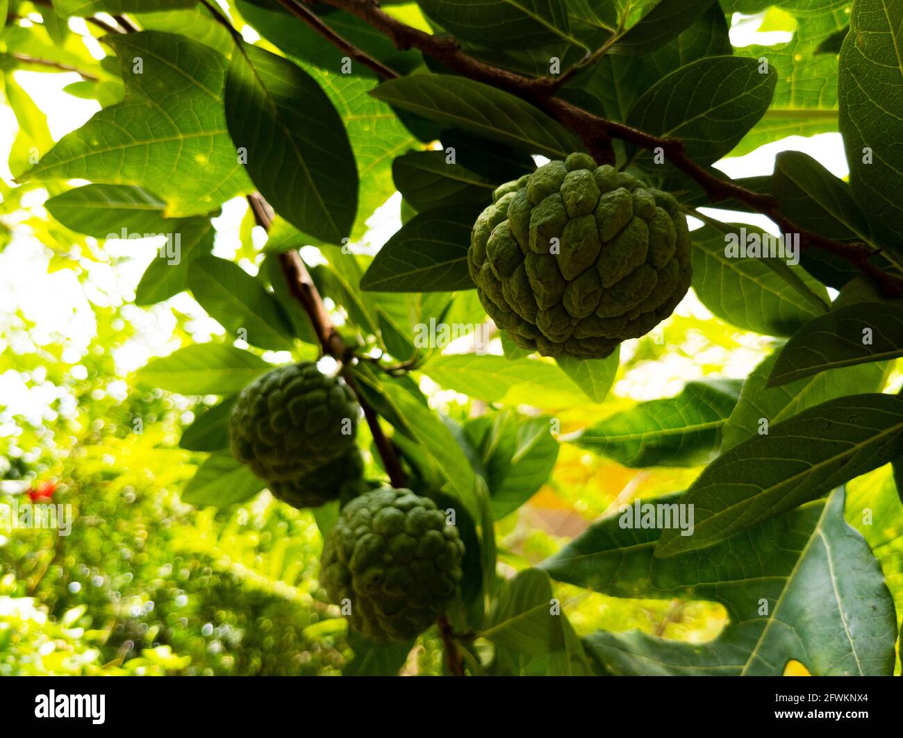 a fresh custard apples plant isolated in home garden Stock Photo - Alamy