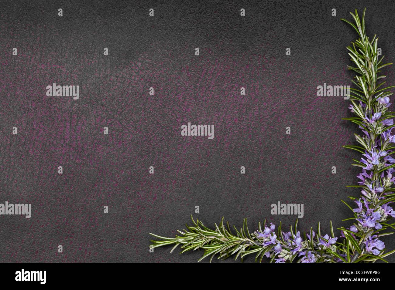 Close up of a beautifully blooming rosemary, two stems. Arranged as a ...