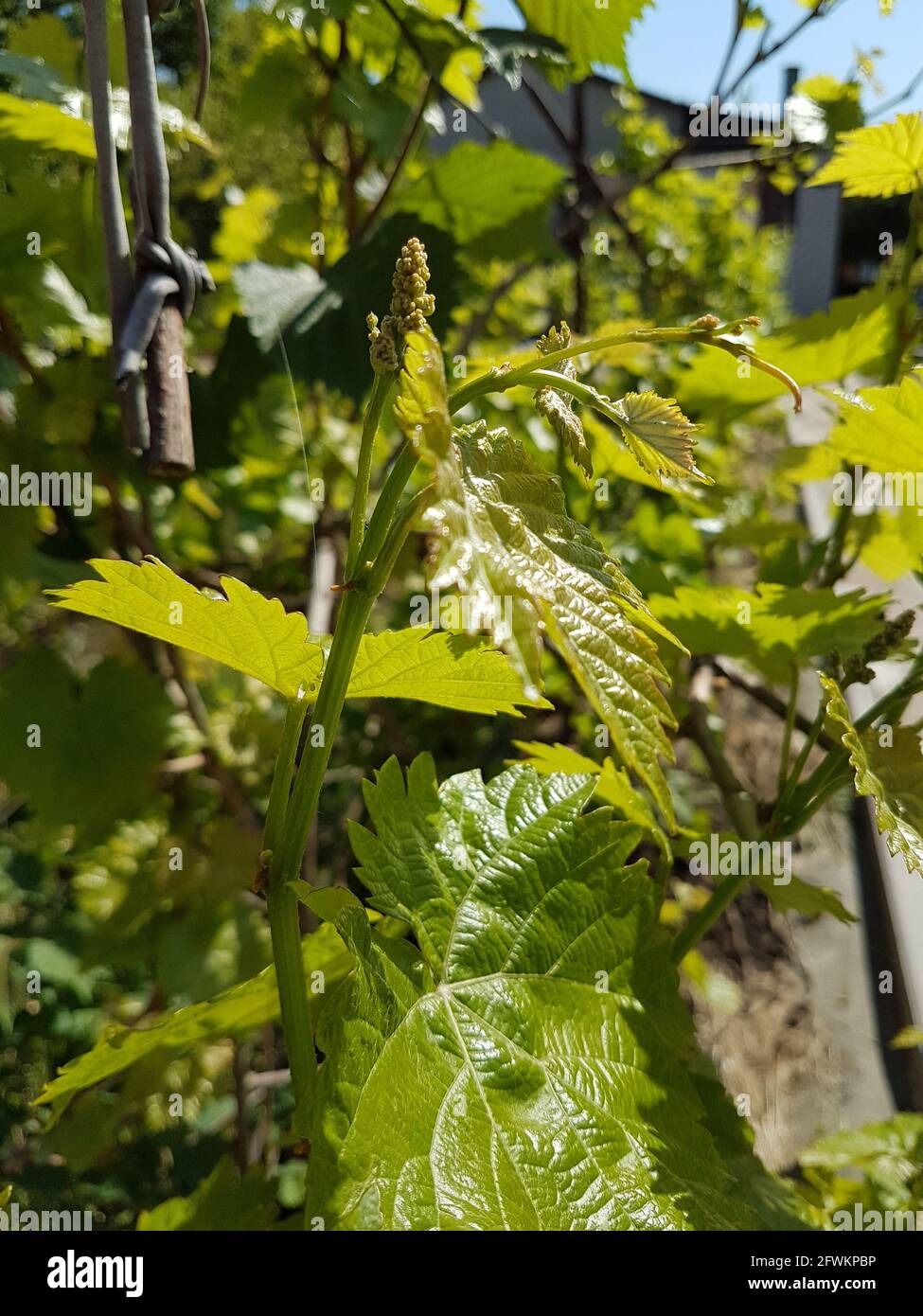 Saperavi grape hi-res stock photography and images - Alamy