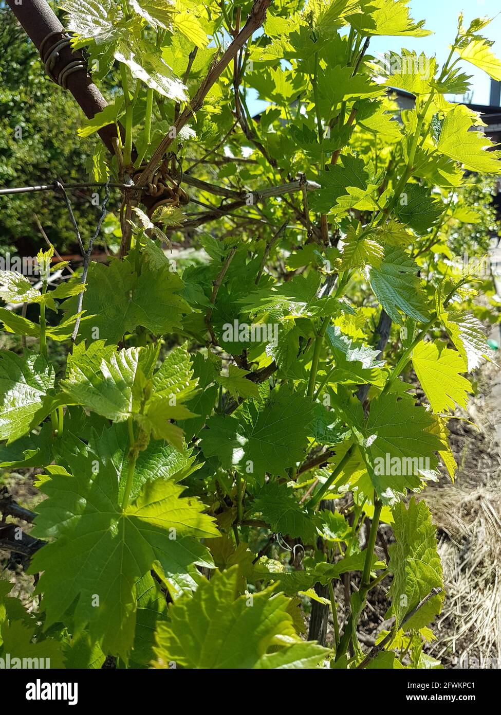 Viognier red grape hi-res stock photography and images - Alamy