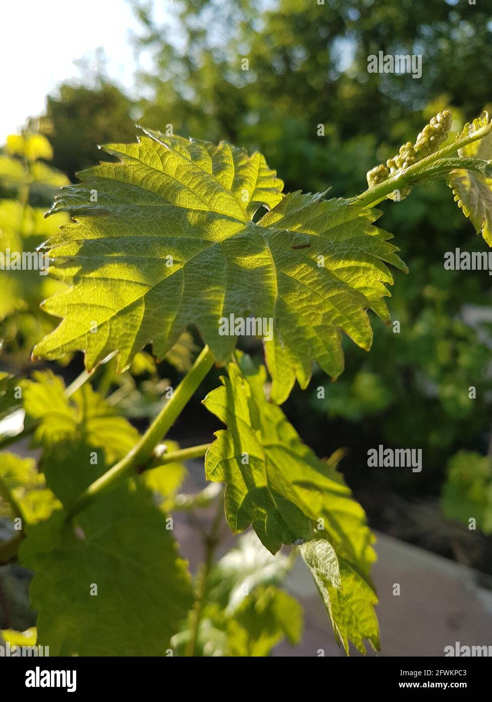 Viognier red grape hi-res stock photography and images - Alamy