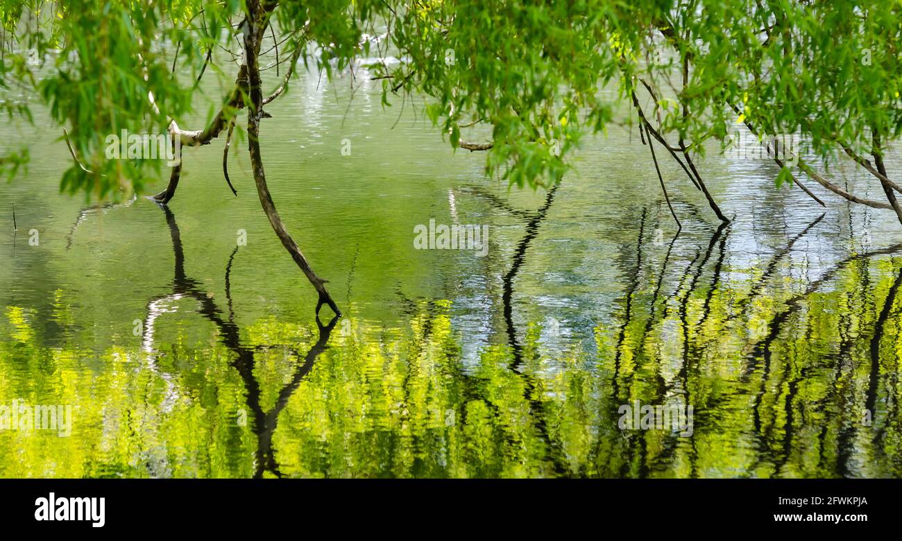 Beautiful scenery with tree branches in water reflection at spring time ...