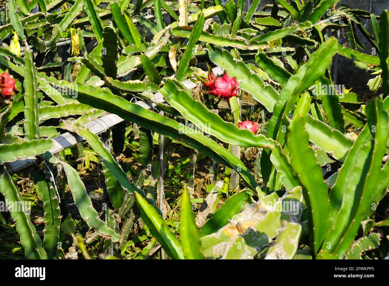 Pitaya pictures hi-res stock photography and images - Alamy