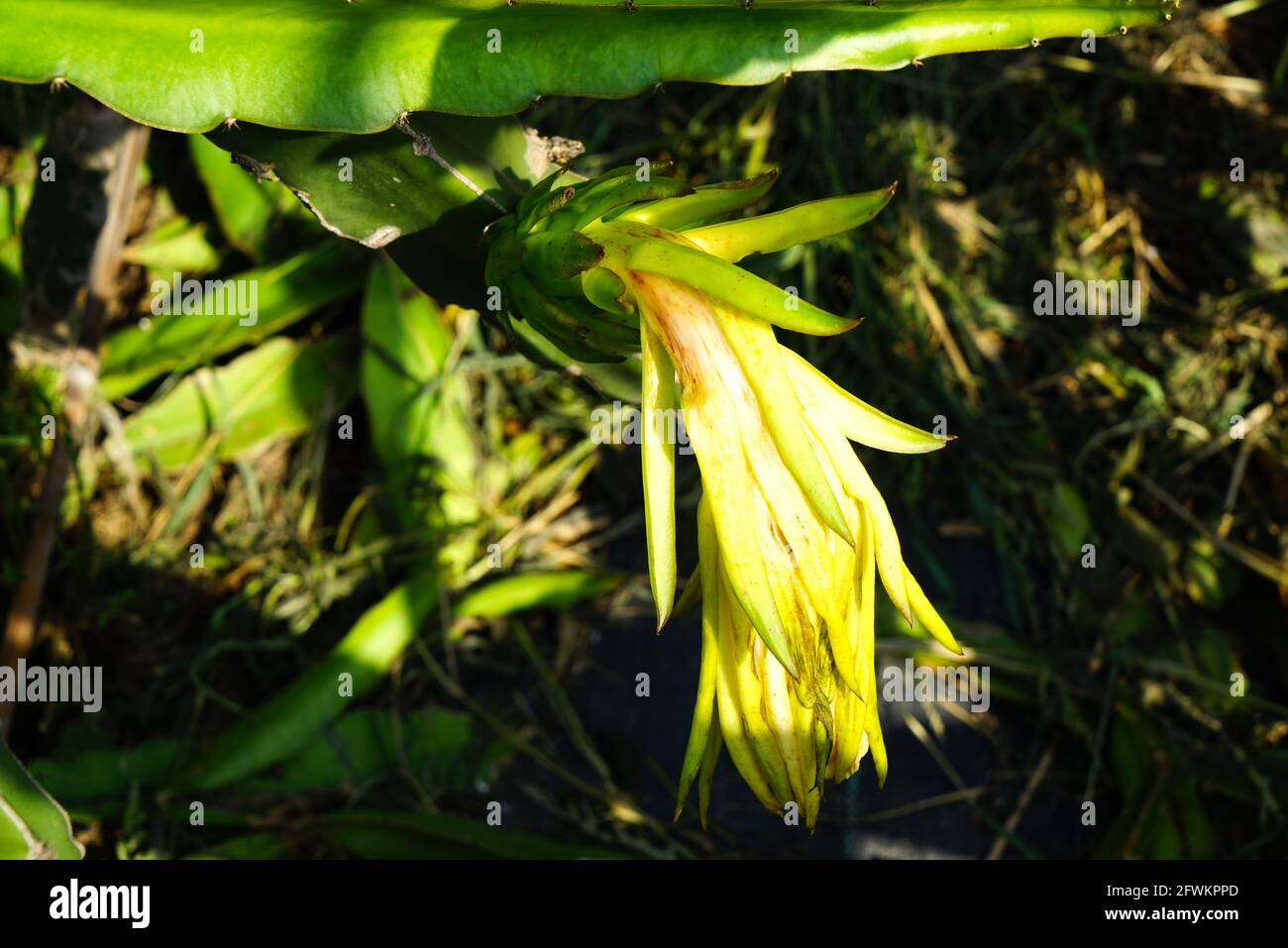 Pitaya pictures hi-res stock photography and images - Alamy
