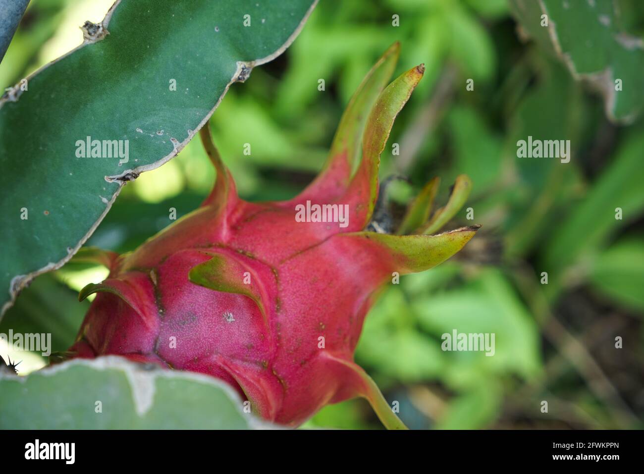 Pitaya pictures hi-res stock photography and images - Alamy