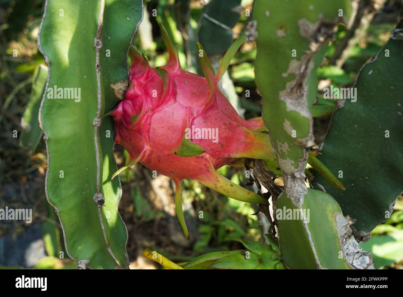 Pitaya pictures hi-res stock photography and images - Alamy