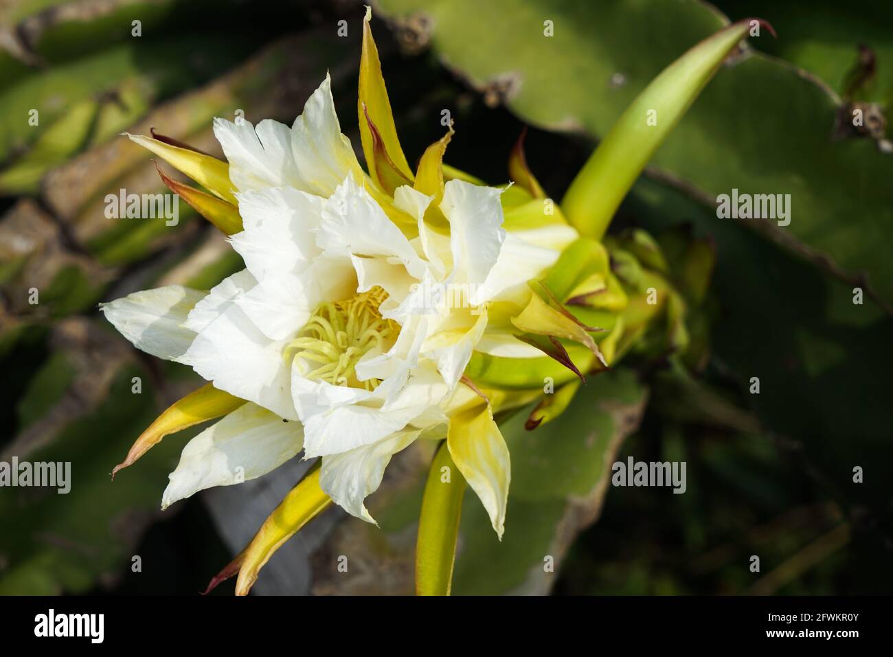 Pitaya flower hi-res stock photography and images - Alamy
