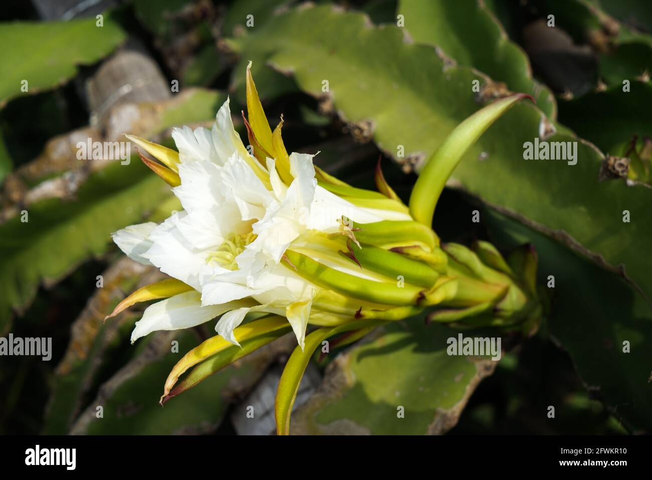 Pitaya flower hi-res stock photography and images - Alamy
