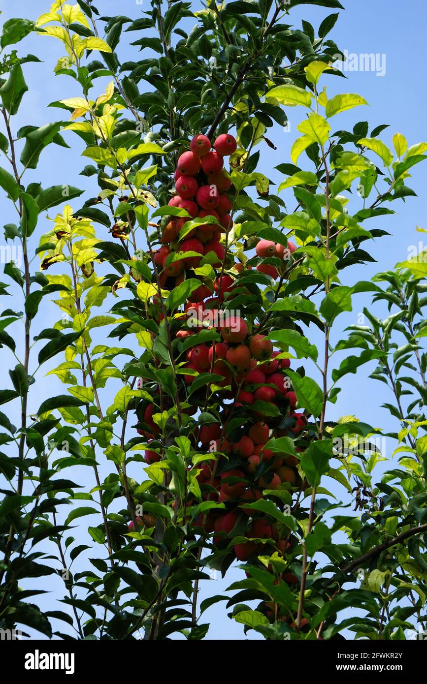 Fruitful Tree High Resolution Stock Photography and Images - Alamy