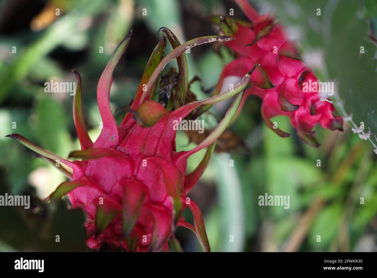 Pitaya pictures hi-res stock photography and images - Alamy