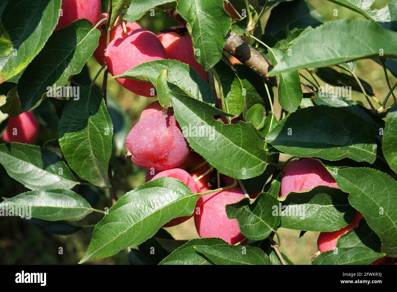 The heart fruit Stock Photo - Alamy