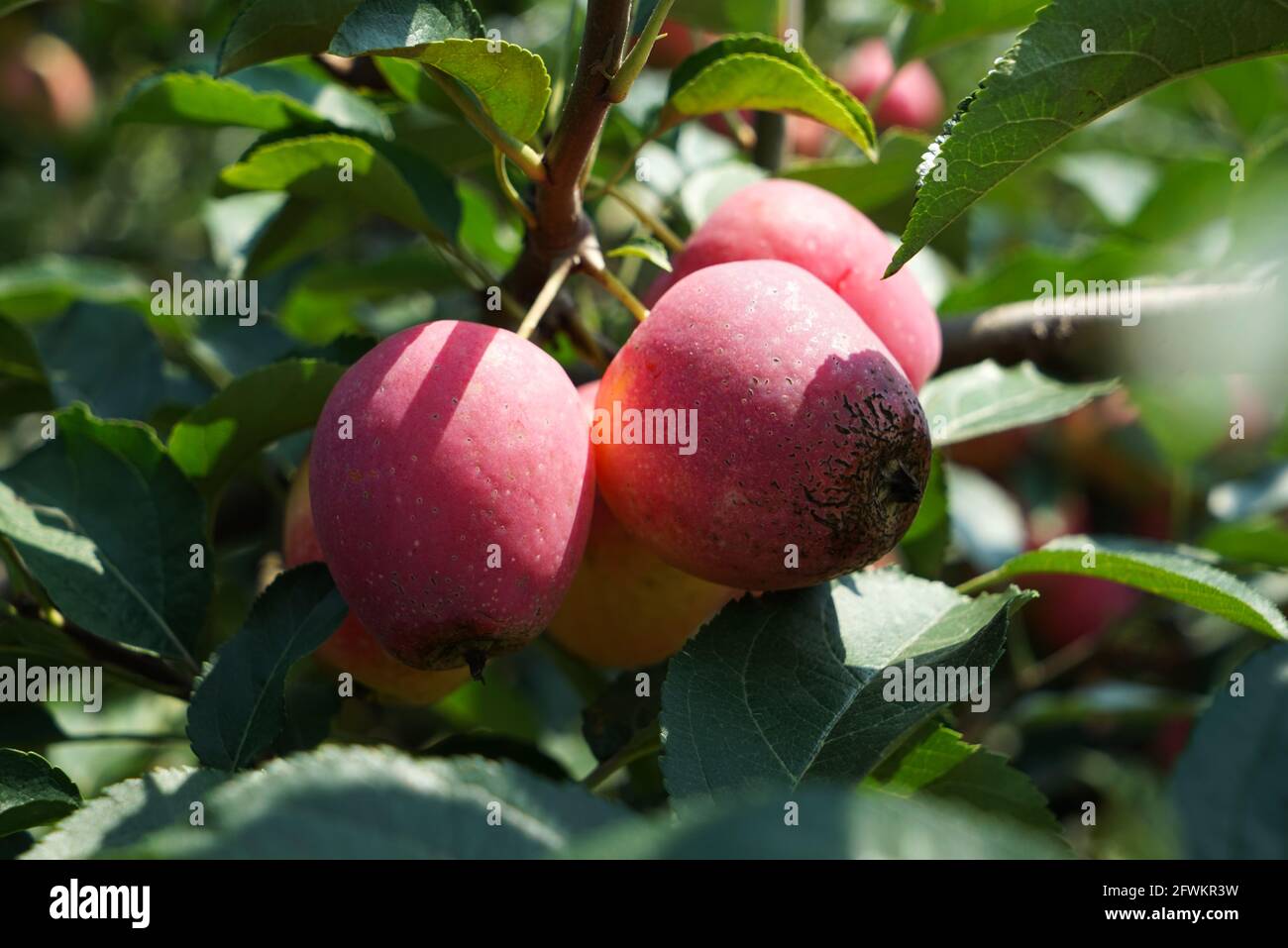 The heart fruit Stock Photo - Alamy