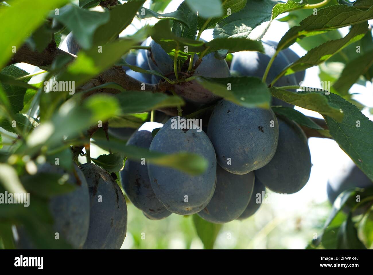 Full prune branches Stock Photo - Alamy