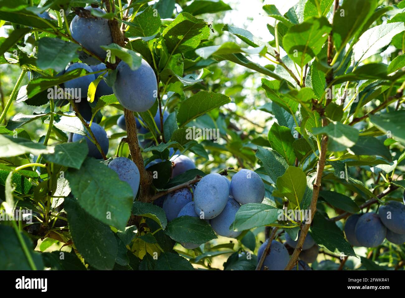 Prune branches hi-res stock photography and images - Alamy