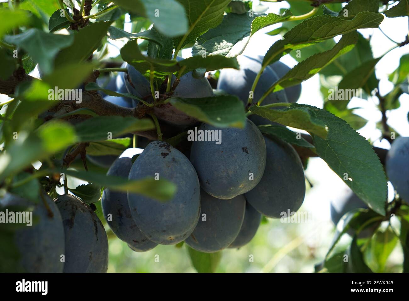 Full prune branches Stock Photo - Alamy
