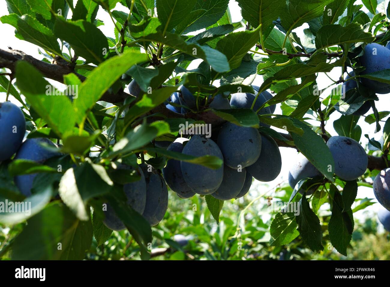 Full prune branches Stock Photo - Alamy