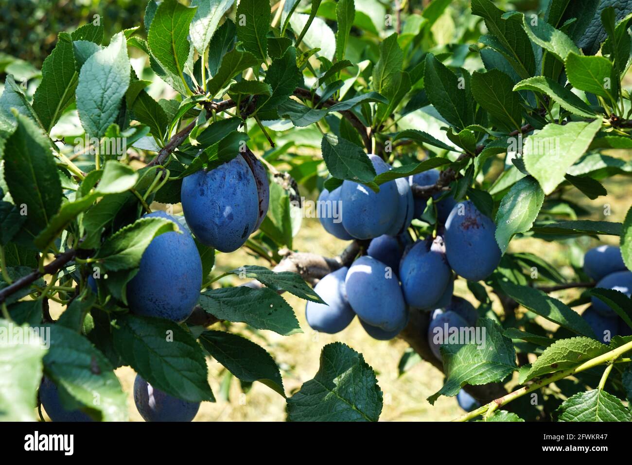 Planting a plum fruit tree hi-res stock photography and images - Alamy