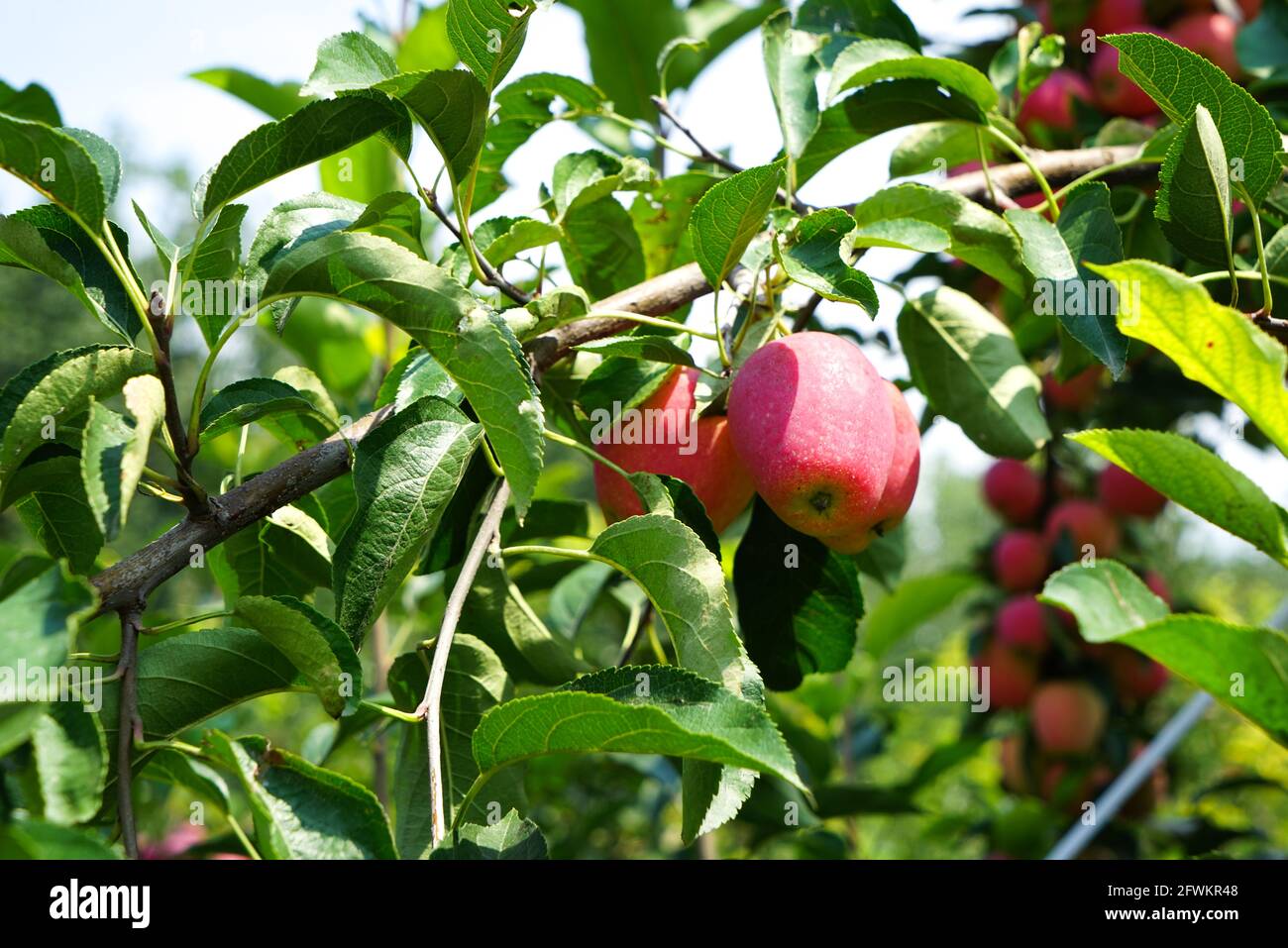 Grow mature heart fruit in the tree Stock Photo - Alamy